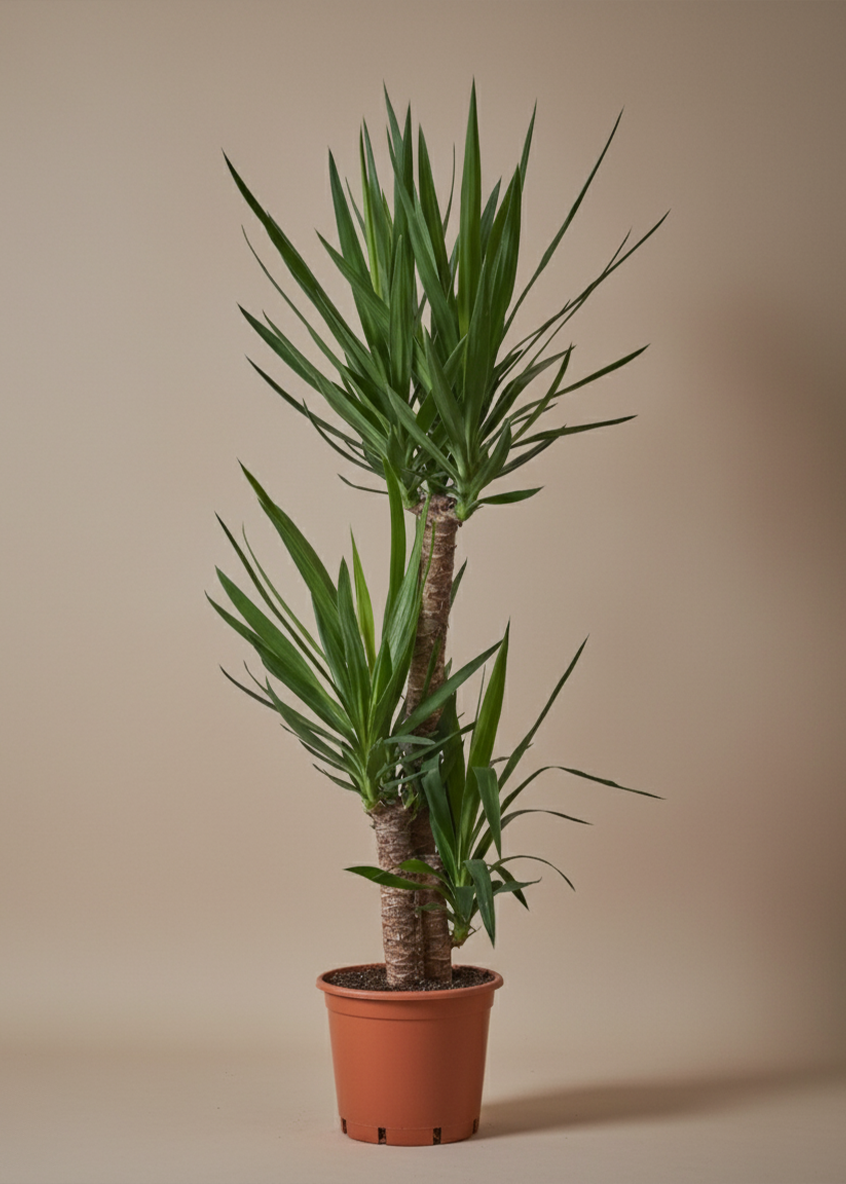 Yucca Plant | Desert Sword Plant – plantor.ae